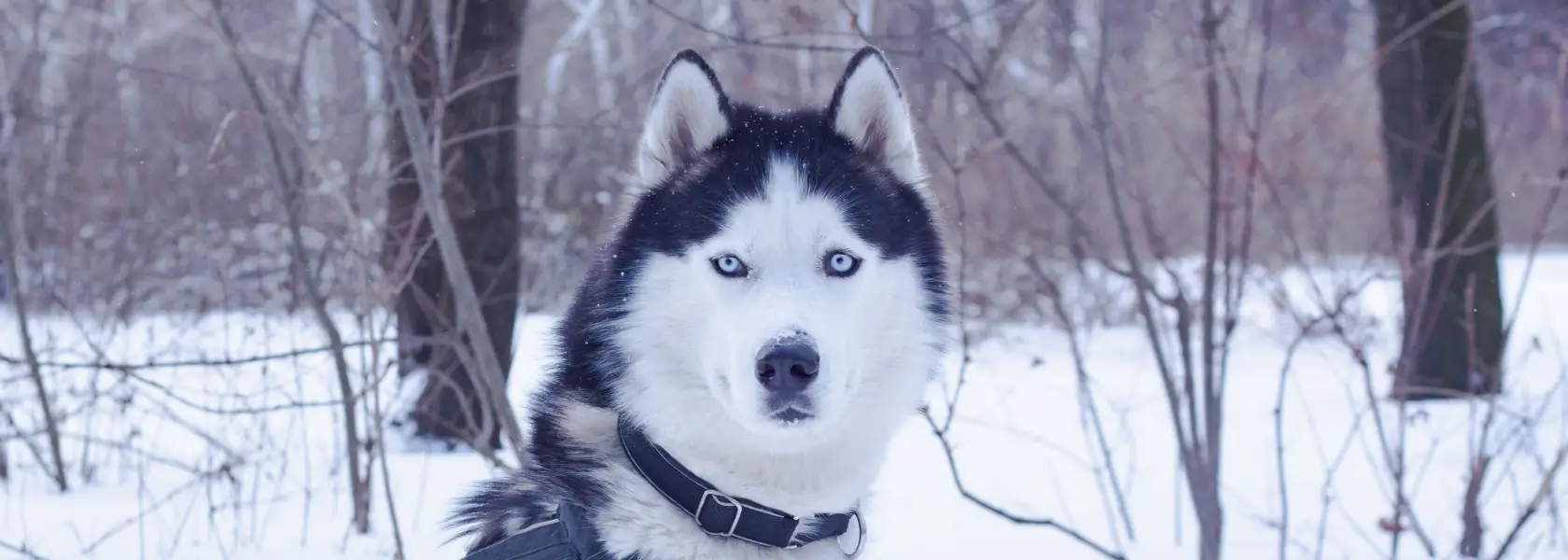 Сибірський Хаскі - Порода Розумних і Активних Собак | PetLive